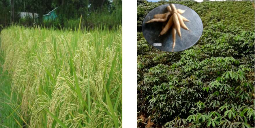 Achievements/Outcome – DOR CAU Imphal – Official Website